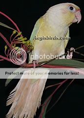 Mutation Greencheeks